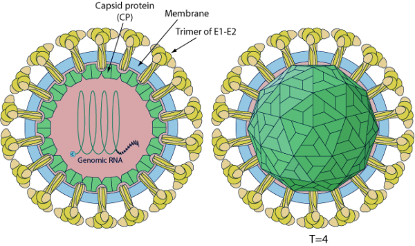 The Right Tools for Rubella - The Native Antigen Company