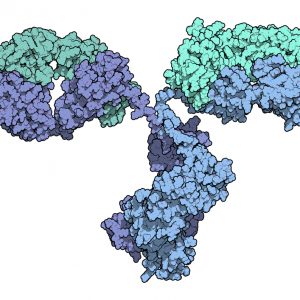 Rotavirus VP6 antibody - The Native Antigen Company