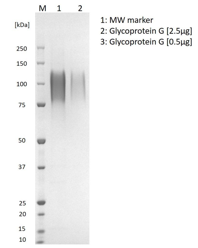 Respiratory Syncytial Virus Glycoprotein G - The Native Antigen Company