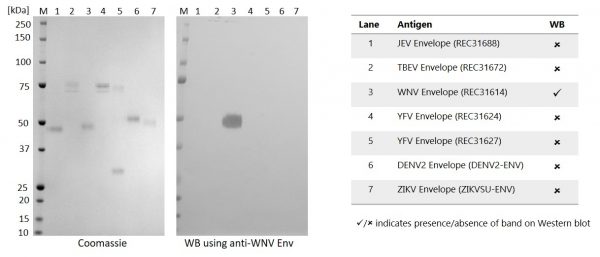 West Nile Virus Envelope Protein Antibody - The Native Antigen Company