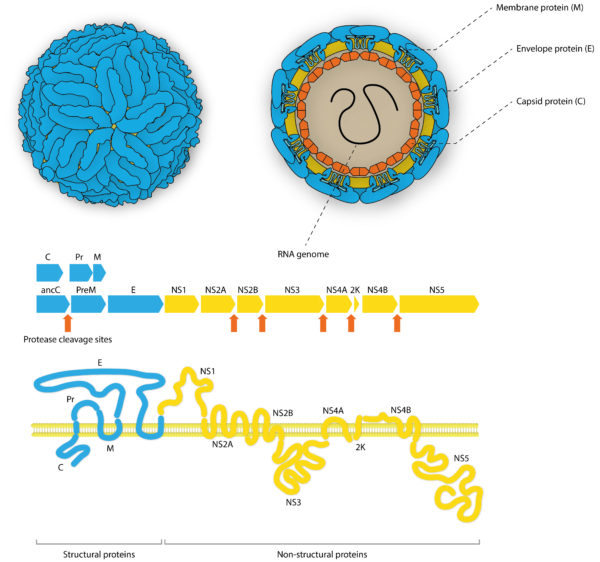 Flavivirus NS1: A Short Introduction - The Native Antigen Company
