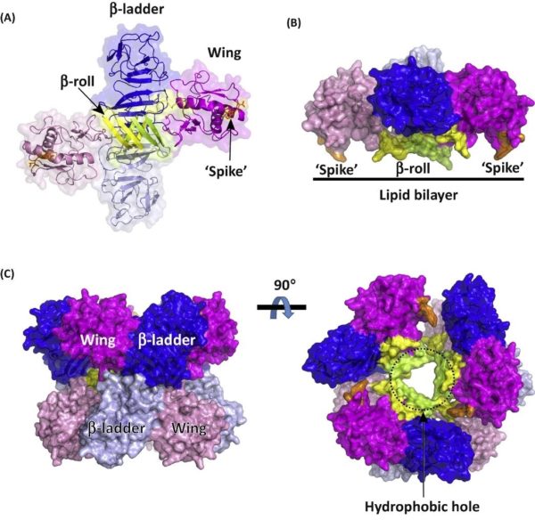 Flavivirus NS1: A Short Introduction - The Native Antigen Company