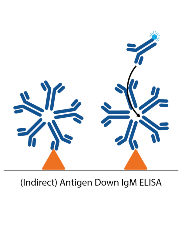 ELISA Formats for Infectious Disease Diagnostics - The Native Antigen ... ELISA Formats for Infectious Disease Diagnostics - The Native Antigen ...