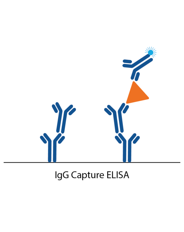 ELISA Formats for Infectious Disease Diagnostics - The Native Antigen ...
