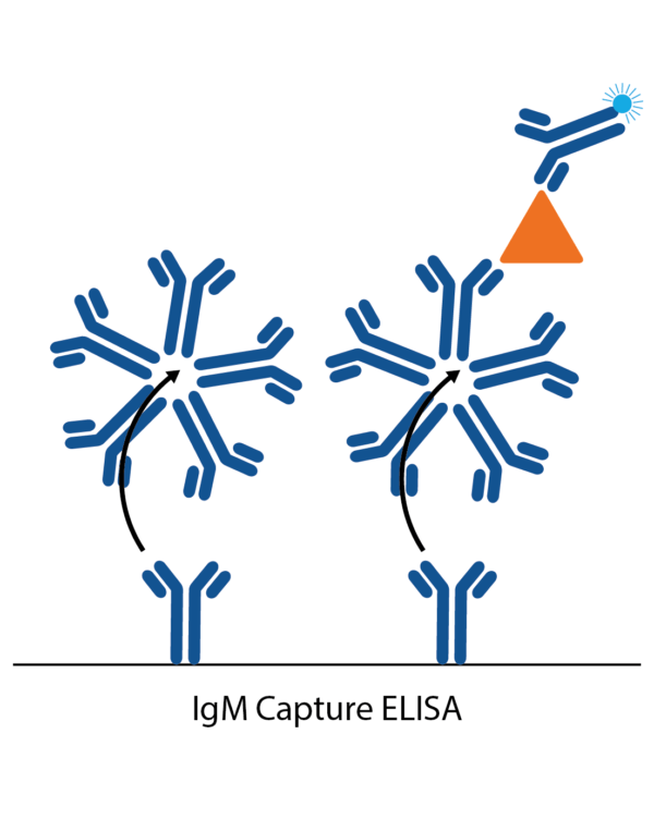 ELISA Formats for Infectious Disease Diagnostics - The Native Antigen ...