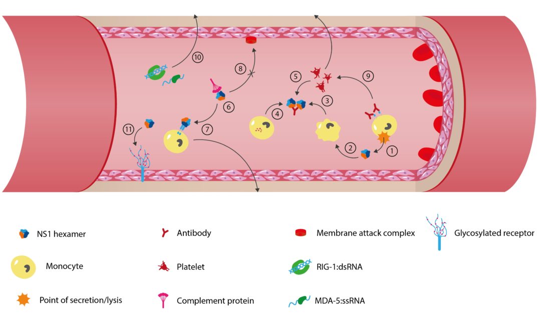 Flavivirus NS1: A Short Introduction - The Native Antigen Company
