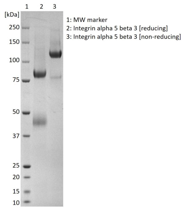 Human integrin alpha-5 beta-3 protein - The Native Antigen Company
