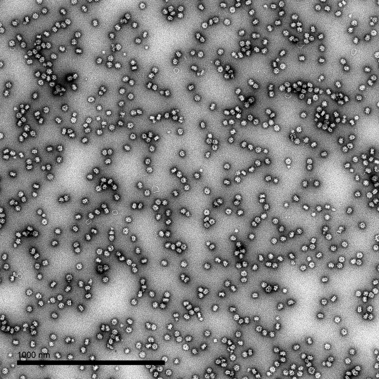 TEM images of our virus-like particles - The Native Antigen Company