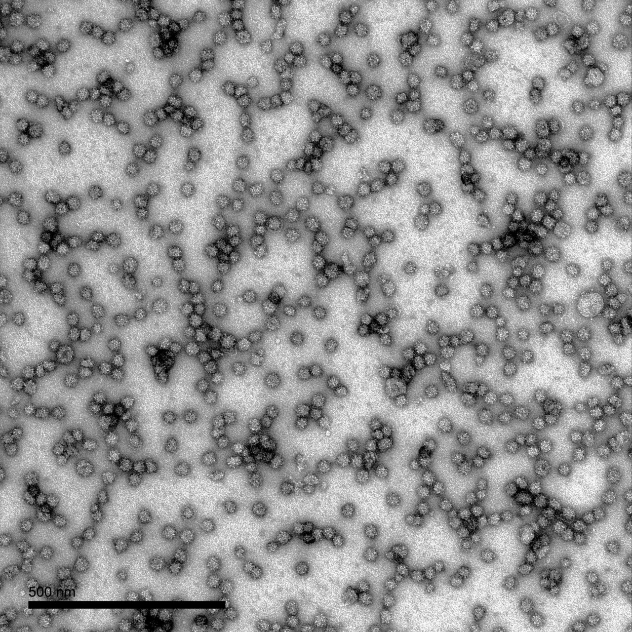 TEM images of our virus-like particles - The Native Antigen Company