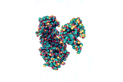 Diphtheria toxin: The nuts and bolts - The Native Antigen Company
