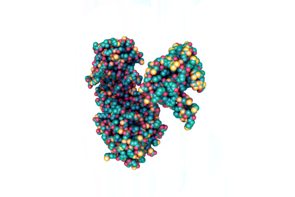 Diphtheria toxin: The nuts and bolts - The Native Antigen Company