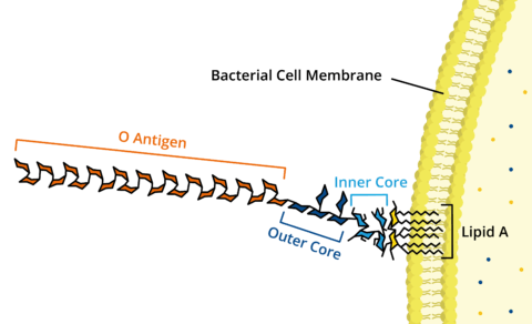 Endotoxin Testing Services - The Native Antigen Company