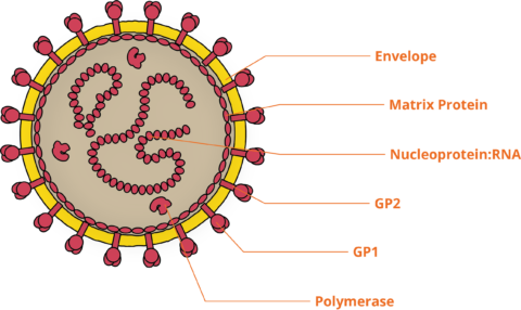The Immune Evasion Strategies of Lassa Fever Virus - The Native Antigen ...