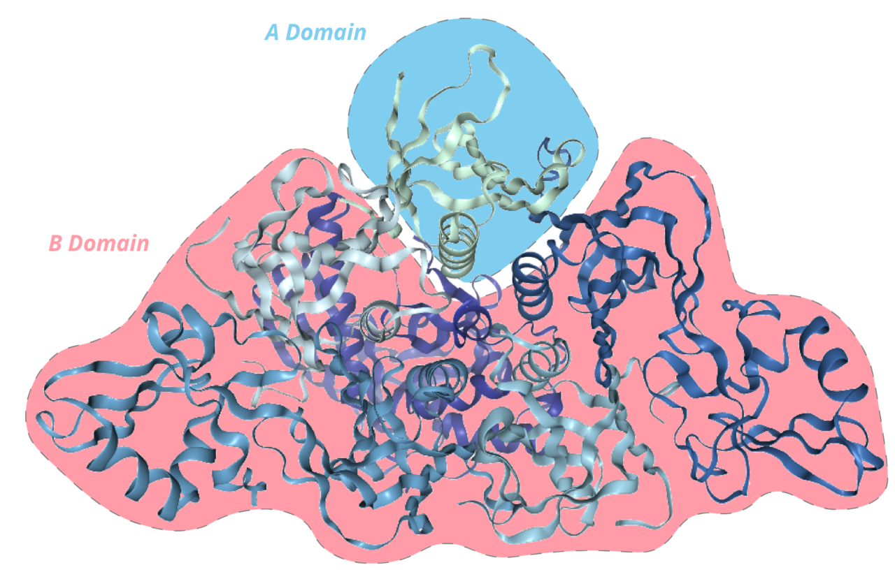 Pertussis Toxin: The Nuts and Bolts - The Native Antigen Company