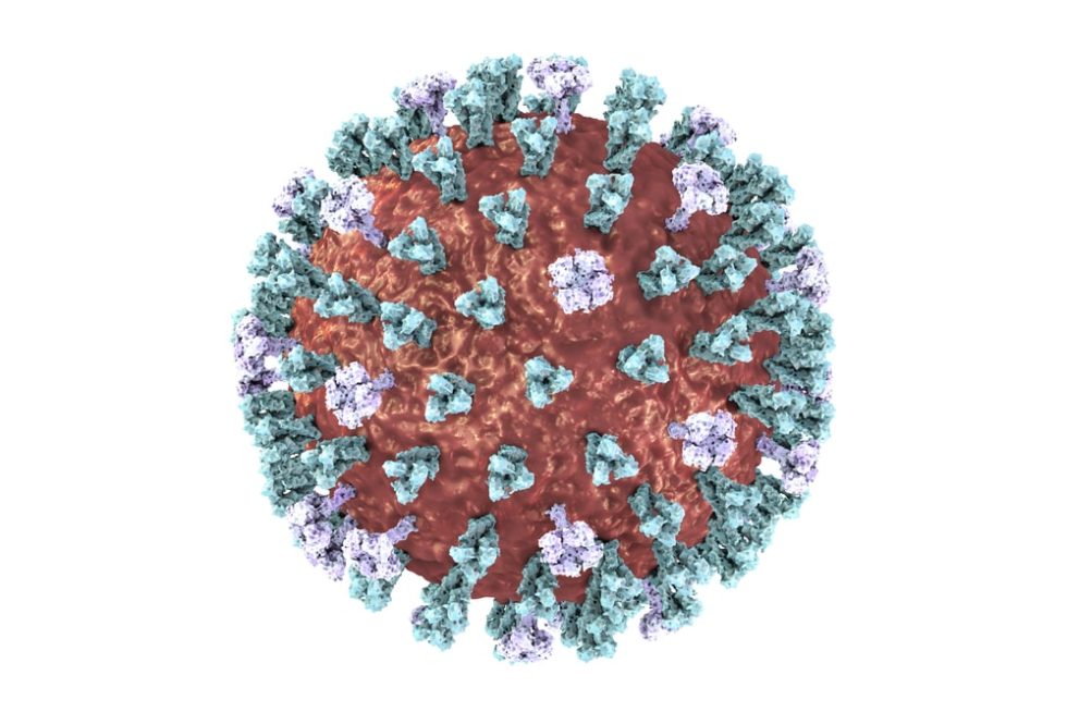 Measles Archives - The Native Antigen Company