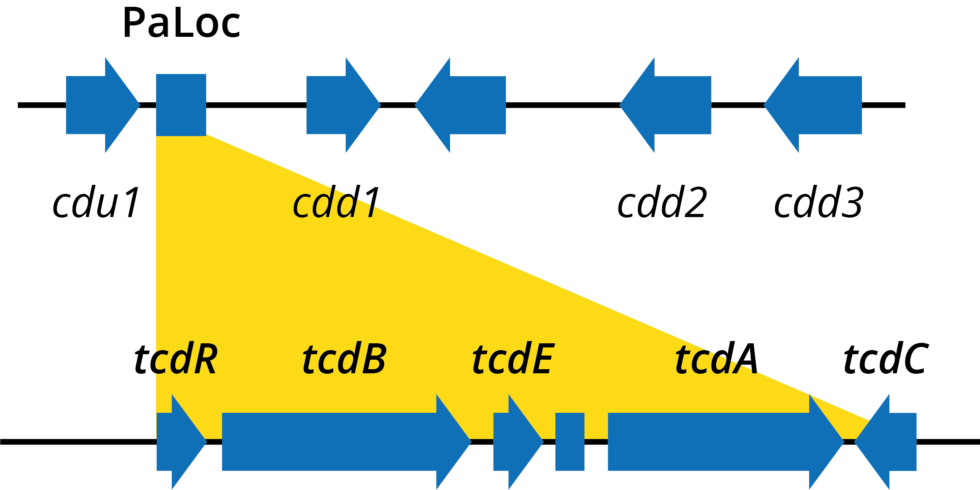 Clostridium difficile Toxins: The Nuts and Bolts - The Native Antigen ...