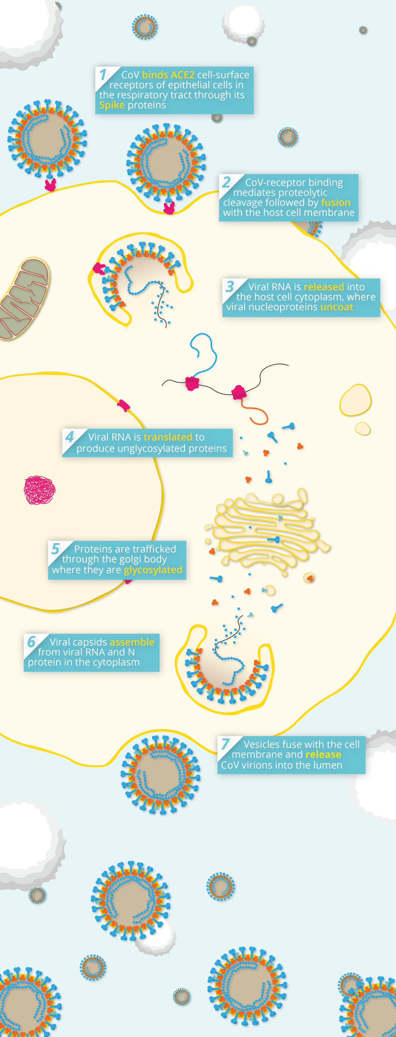 Novel Coronavirus Antigens Now Available - The Native Antigen Company