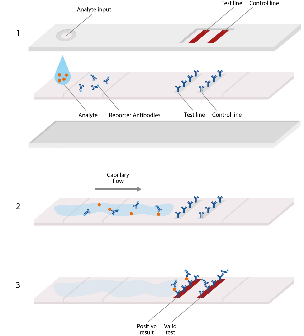 Why We Need Antigen and Antibody Tests for COVID-19 - The Native ...