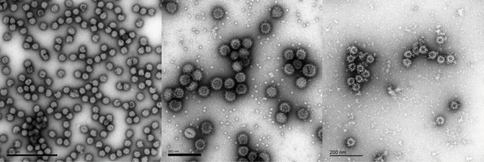 An Early Look at Vaccines for COVID-19 - The Native Antigen Company