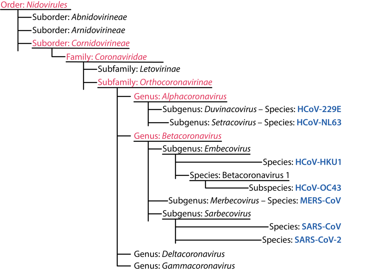 The Endemic Coronaviruses and What They Might Tell us About COVID-19 ...