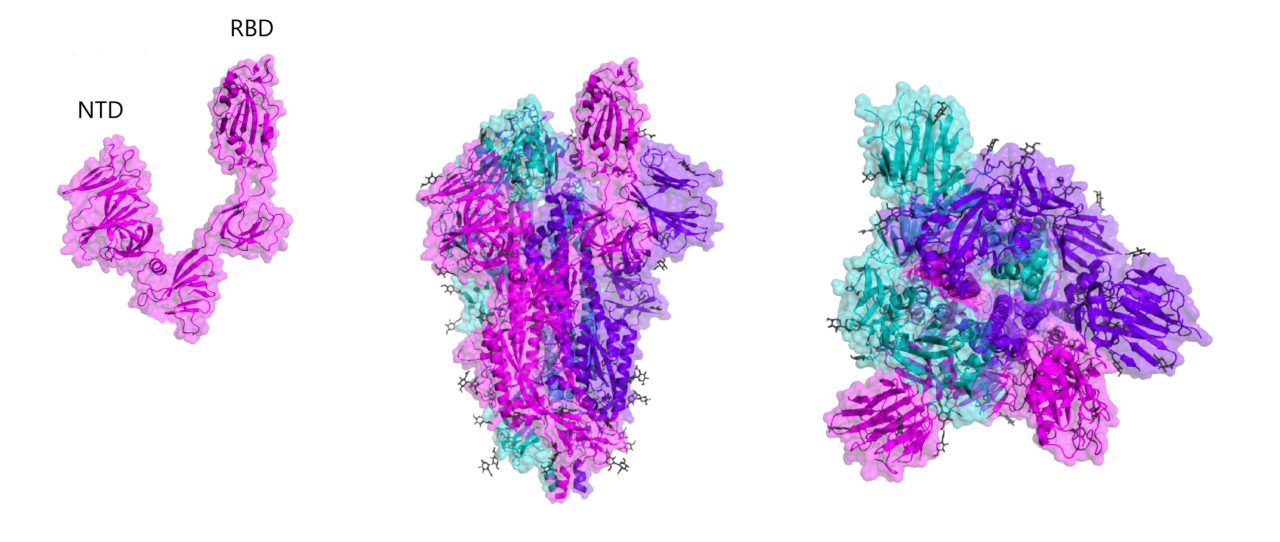 Q&A: An Insight Into COVID-19 Serology - The Native Antigen Company