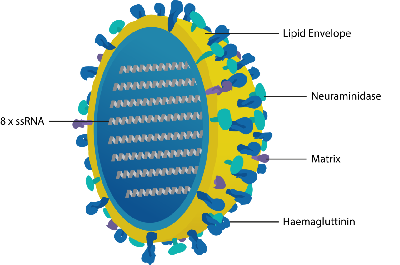The Yearly Race for an Influenza Vaccine and the Role of Reagents - The ...