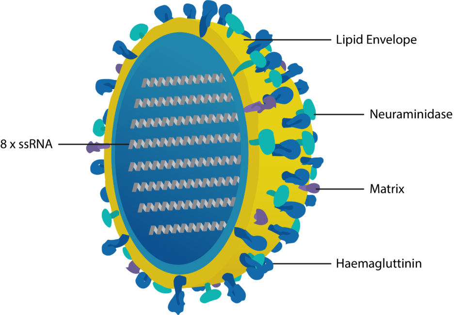The Yearly Race for an Influenza Vaccine and the Role of Reagents - The ...