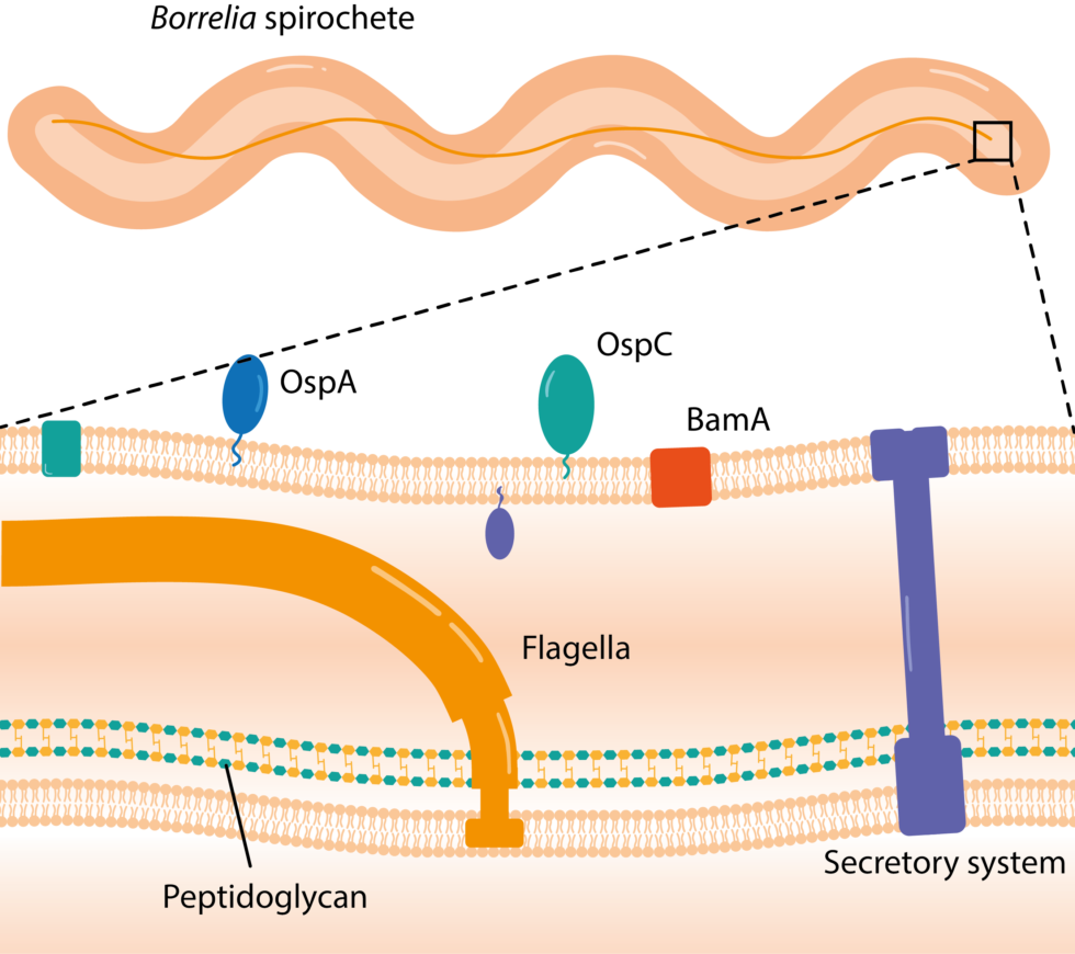 Lyme Disease: A Rapidly Emerging Bacterial Infection in Need of New ...