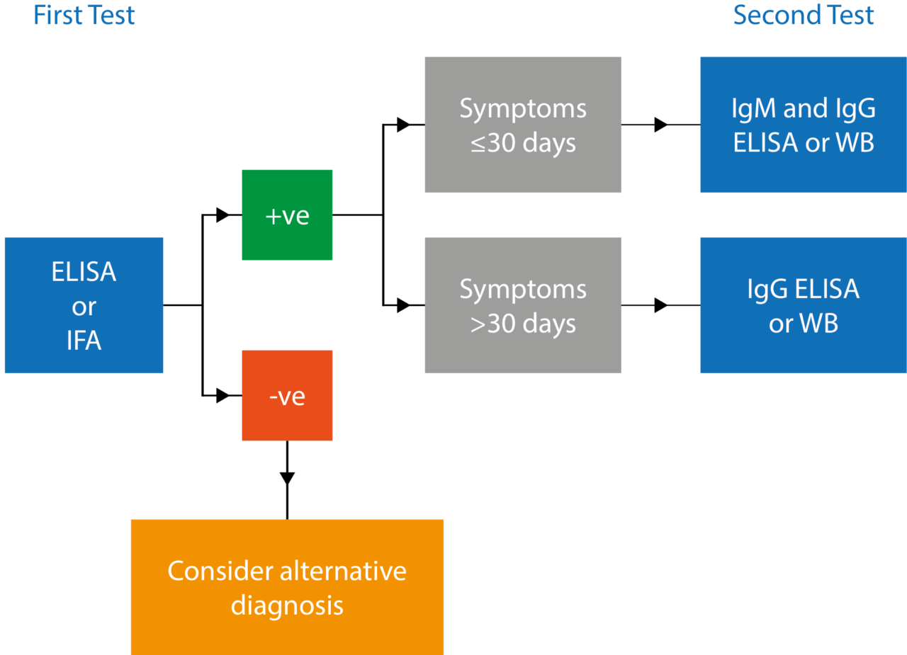Lyme Disease: A Rapidly Emerging Bacterial Infection in Need of New ...