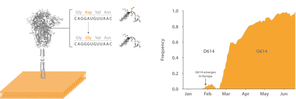 D614G: Putting the Mutation in Perspective - The Native Antigen Company