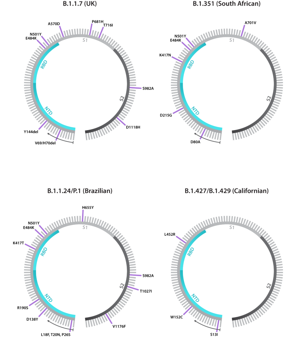Making Sense of the SARS-CoV-2 Spike Mutations - The Native Antigen Company