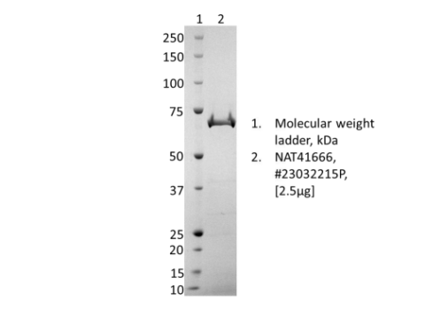 Pertactin/P69 from Bordetella pertussis - The Native Antigen Company