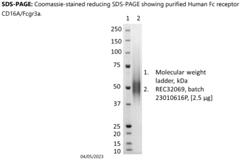 3CD16a/Fcgr3A, C-terminal Avi-HIS-tag, in vivo biotinylated - The ...
