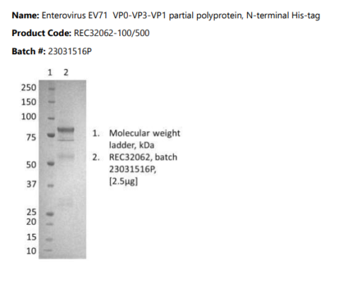 Enterovirus EV71 VP0-VP3-VP1 partial polyprotein - The Native Antigen ...