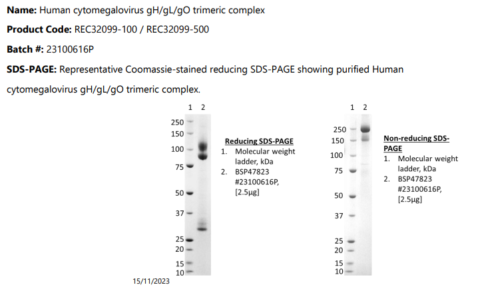 Cytomegalovirus trimer gH/gL/gO Complex His-tag - The Native Antigen ...